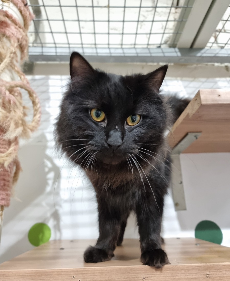 Fluff - Male Domestic Medium Hair Cat in VIC - PetRescue
