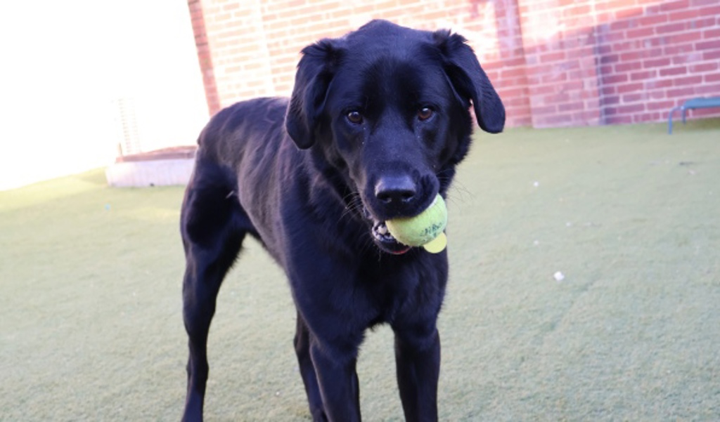 Archie - Large Male Labrador Mix Dog in VIC - PetRescue
