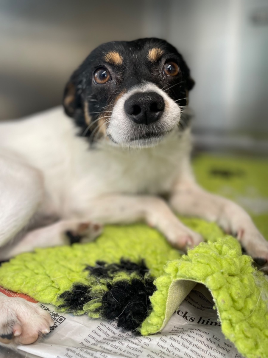 Pepsi - Small Male Miniature Fox Terrier x Jack Russell Terrier Dog in ...