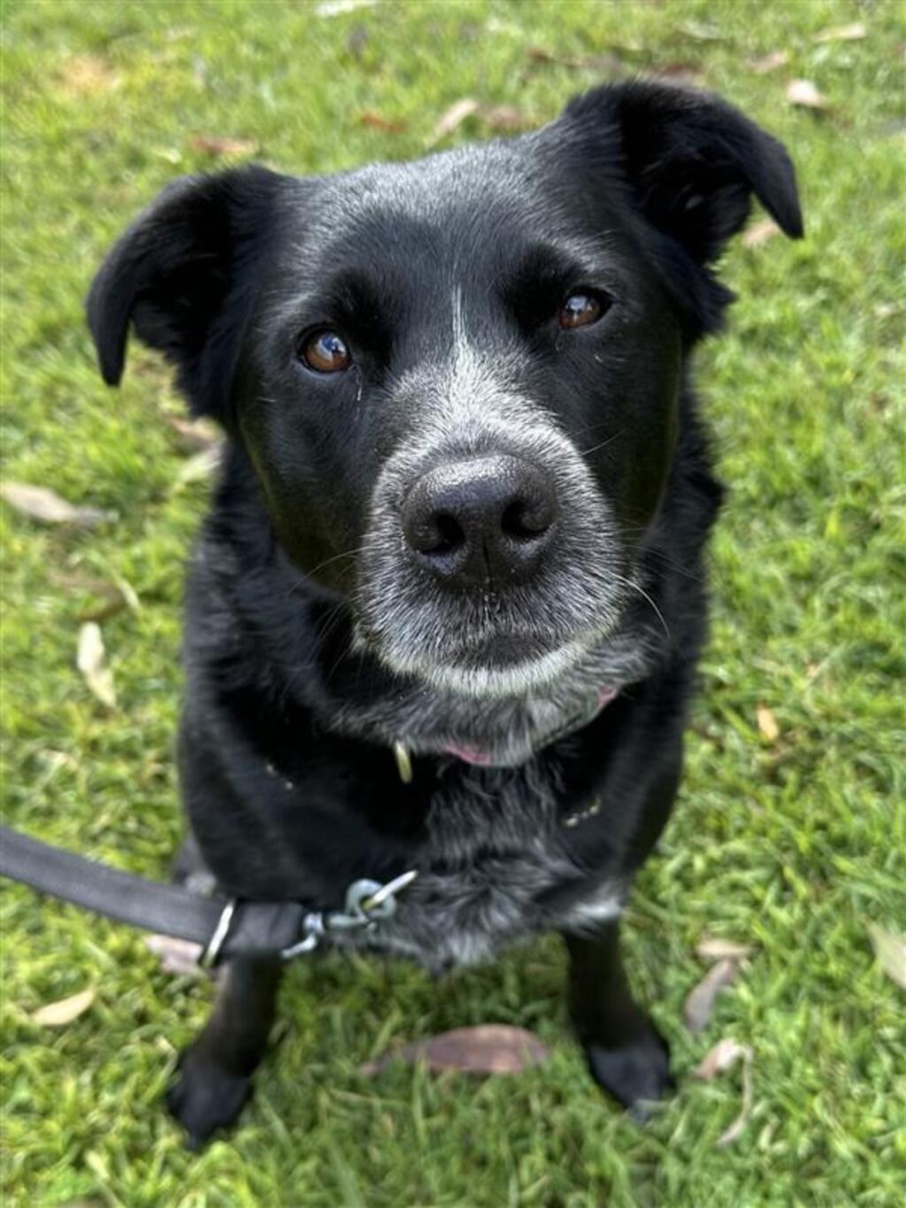 Penny - Medium Female Labrador Mix Dog in VIC - PetRescue