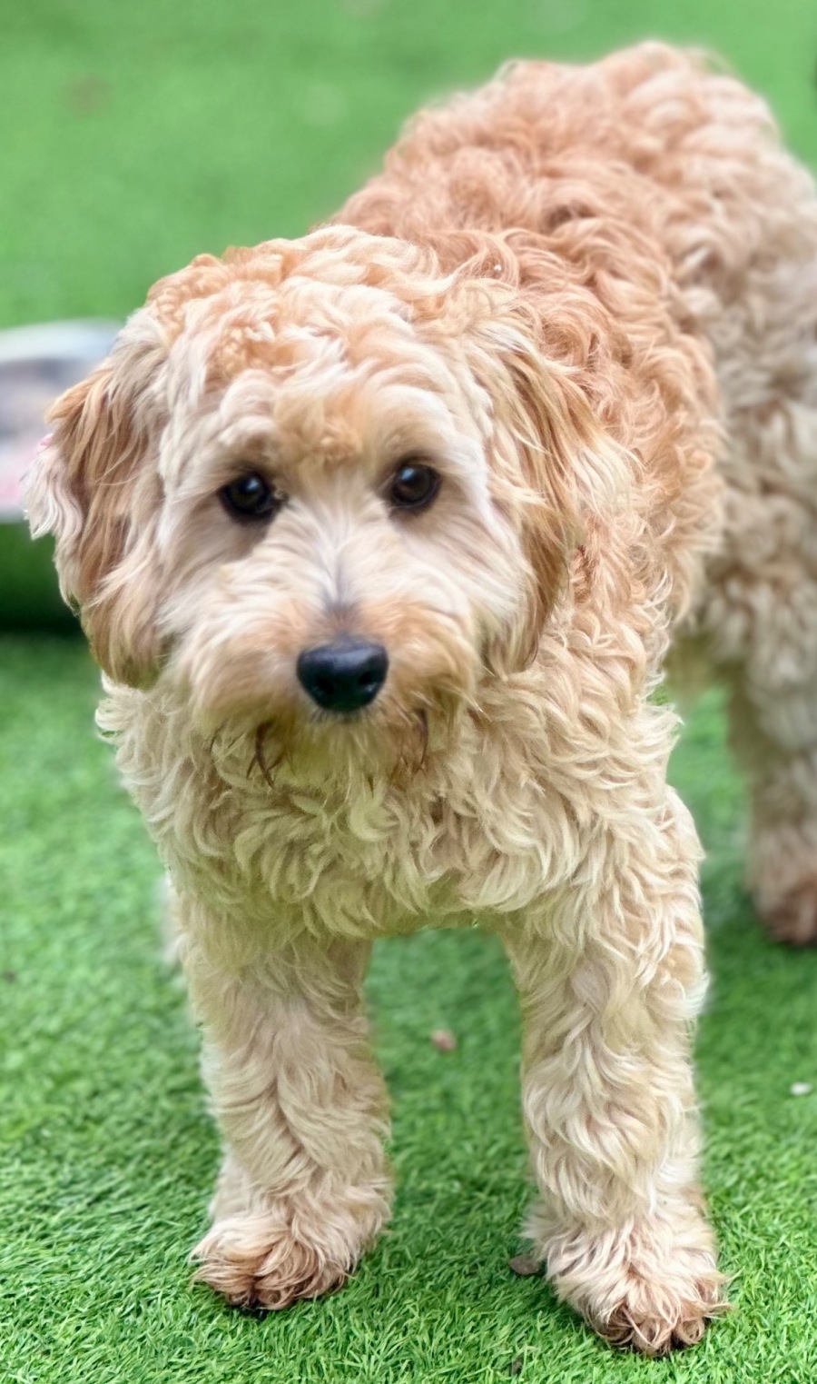 Isaac - Small Male Poodle Mix Dog in VIC - PetRescue