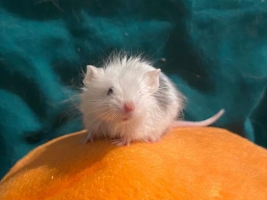 Little Swiss - Male Mouse Mix Rodent in QLD - PetRescue