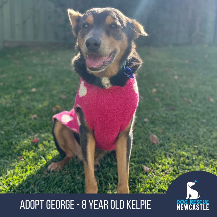 George - 8 Year Old Kelpie (Trial) - Medium Male Kelpie Dog in NSW ...