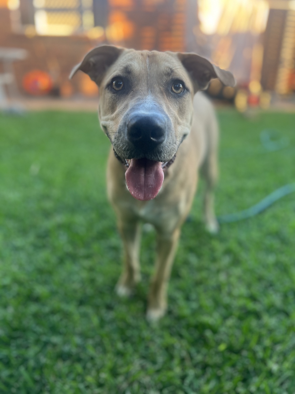 Ellie - Medium Female American Staffordshire Bull Terrier Mix Dog in ...