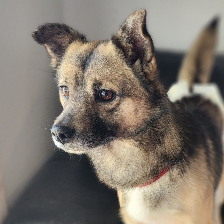 Marley - Small Male Pomeranian Mix Dog in VIC - PetRescue