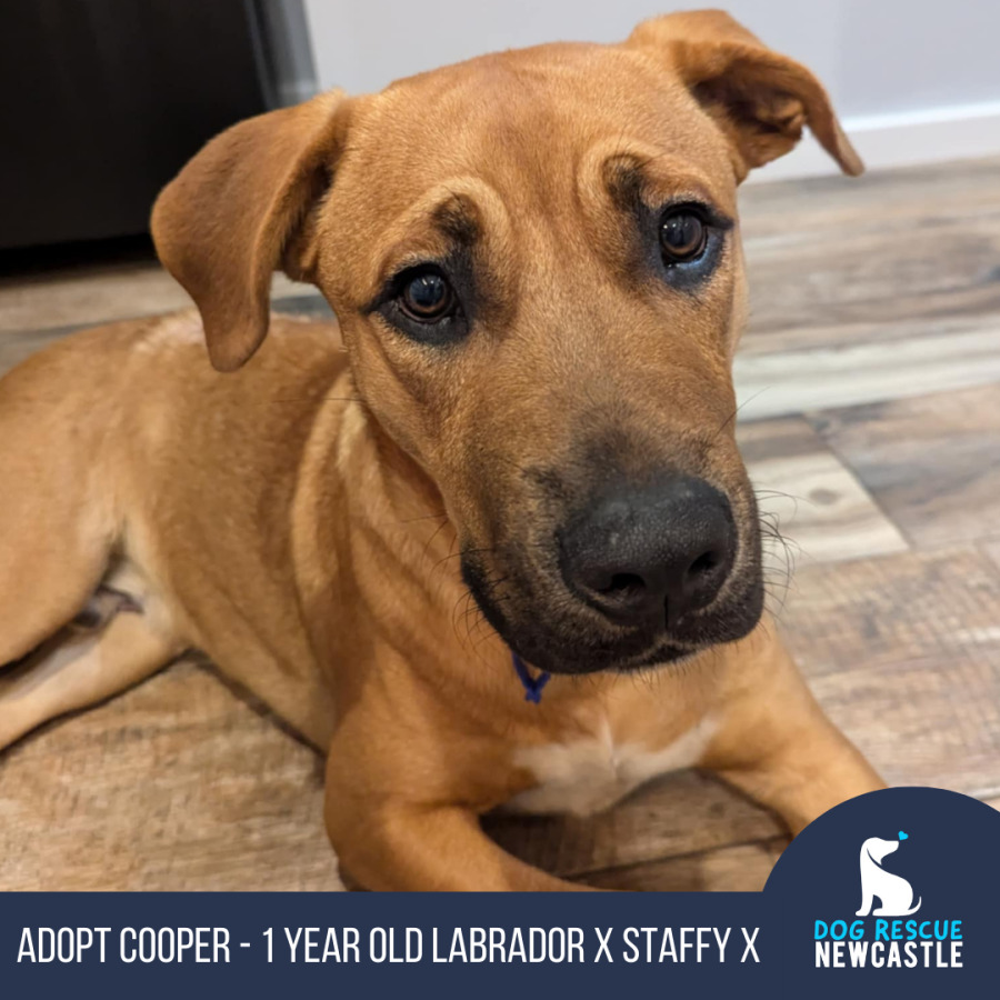 Cooper - 1 Year Old Labrastaff x (Trial) - Large Male Labrador x Staffy ...