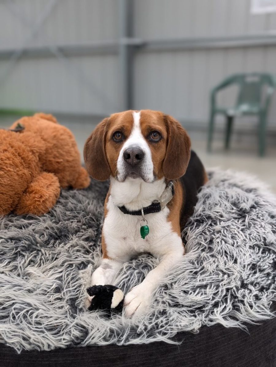 Barnaby - Medium Male Beagle Dog in VIC - PetRescue