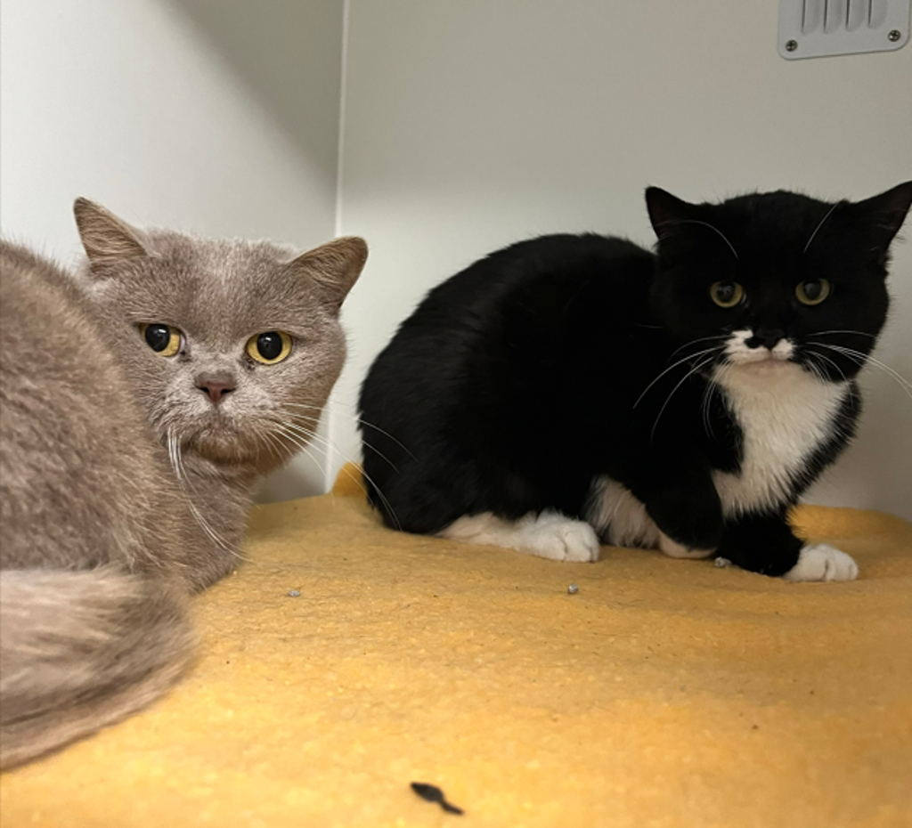 Bonnie - Female British Shorthair Mix Cat in VIC - PetRescue