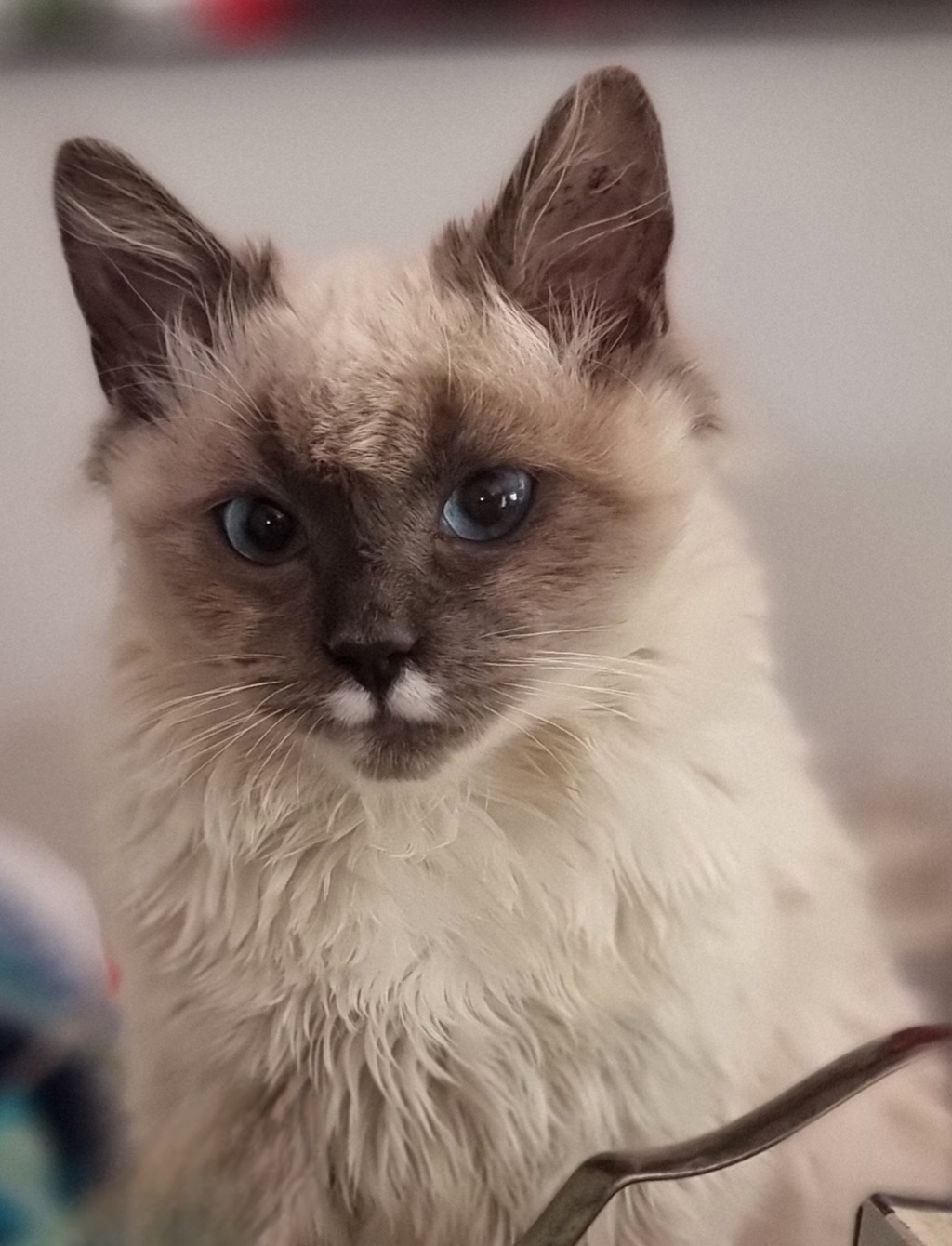 Bella - Female Ragdoll Mix Cat in NSW - PetRescue
