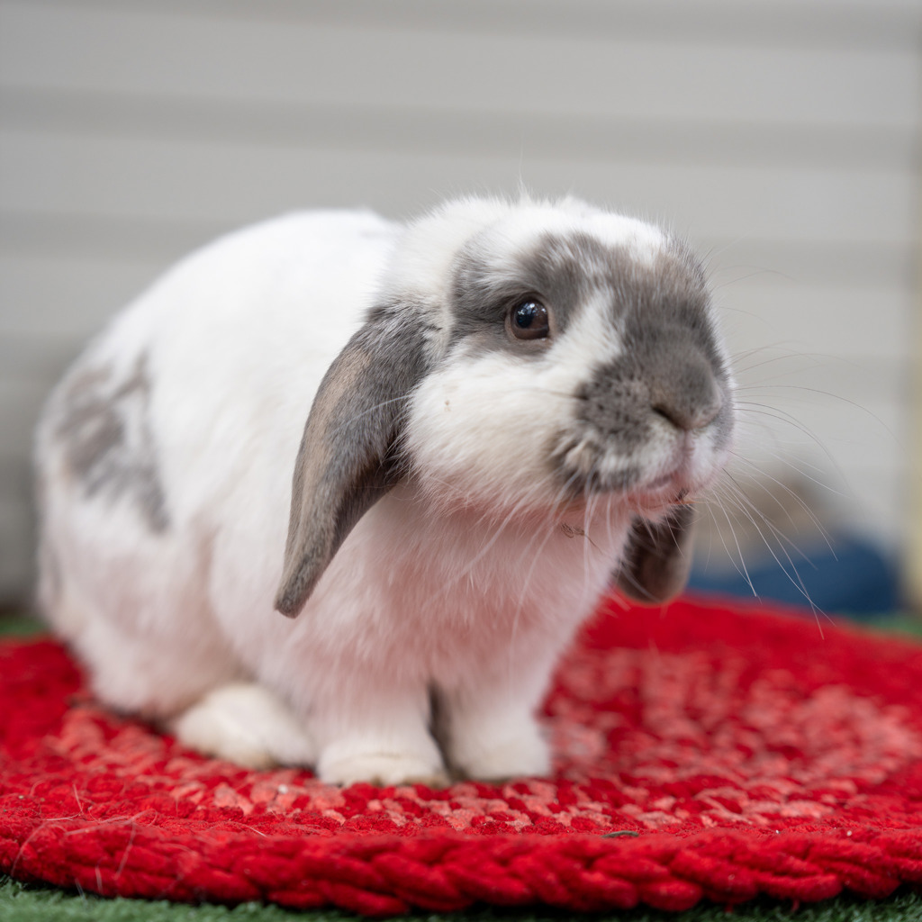 Fiver - Male Holland Lop Rabbit in NSW - PetRescue