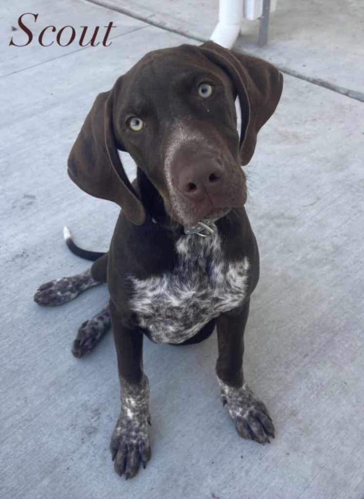 Scout - Medium Male Australian Cattle Dog x German Shorthaired Pointer ...