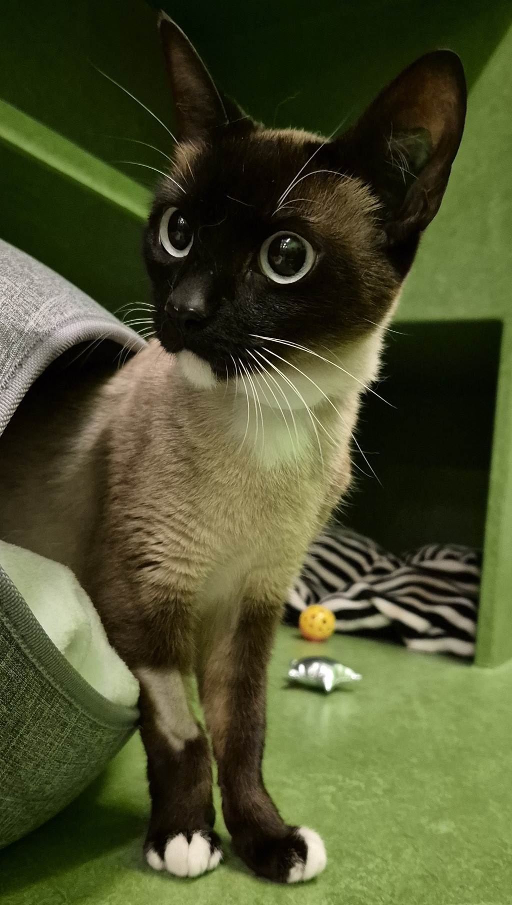 Zelda - Female Snowshoe Mix Cat in VIC - PetRescue
