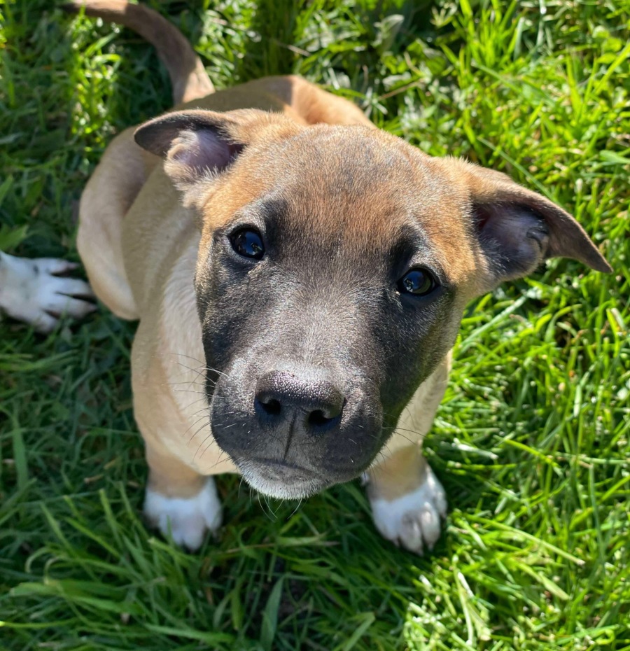 Poliwag - Medium Female Staffy x German Shepherd Mix Dog in VIC - PetRescue