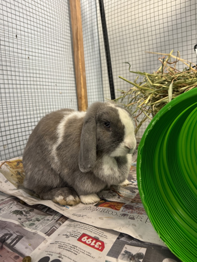 Nanalan - Female Lop Eared Mix Rabbit in WA - PetRescue