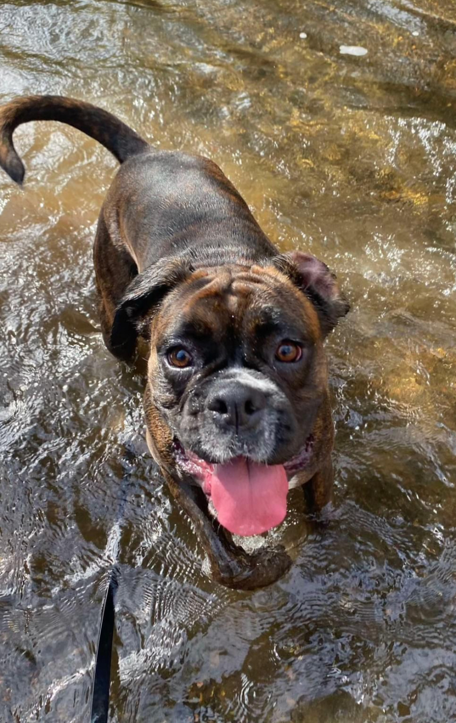 Whitney - Medium Female Boxer Dog in QLD - PetRescue
