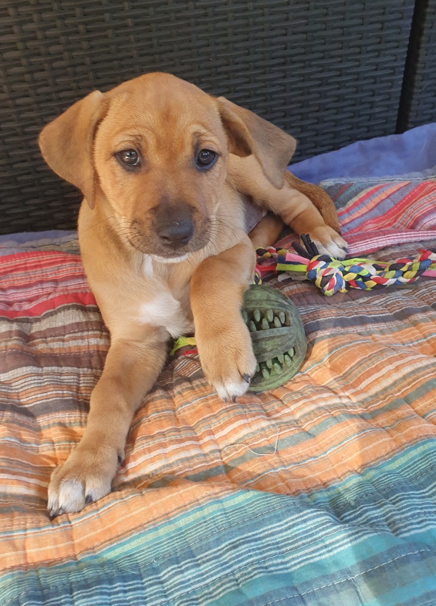 Jindera - Medium Female Rhodesian Ridgeback Mix Dog in NSW - PetRescue