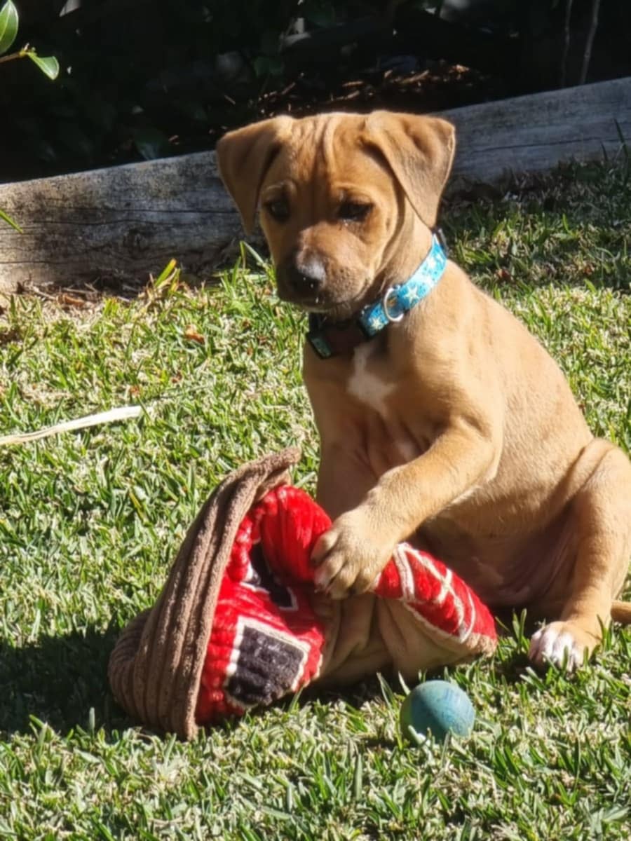 Leura - Medium Female Rhodesian Ridgeback Mix Dog in NSW - PetRescue