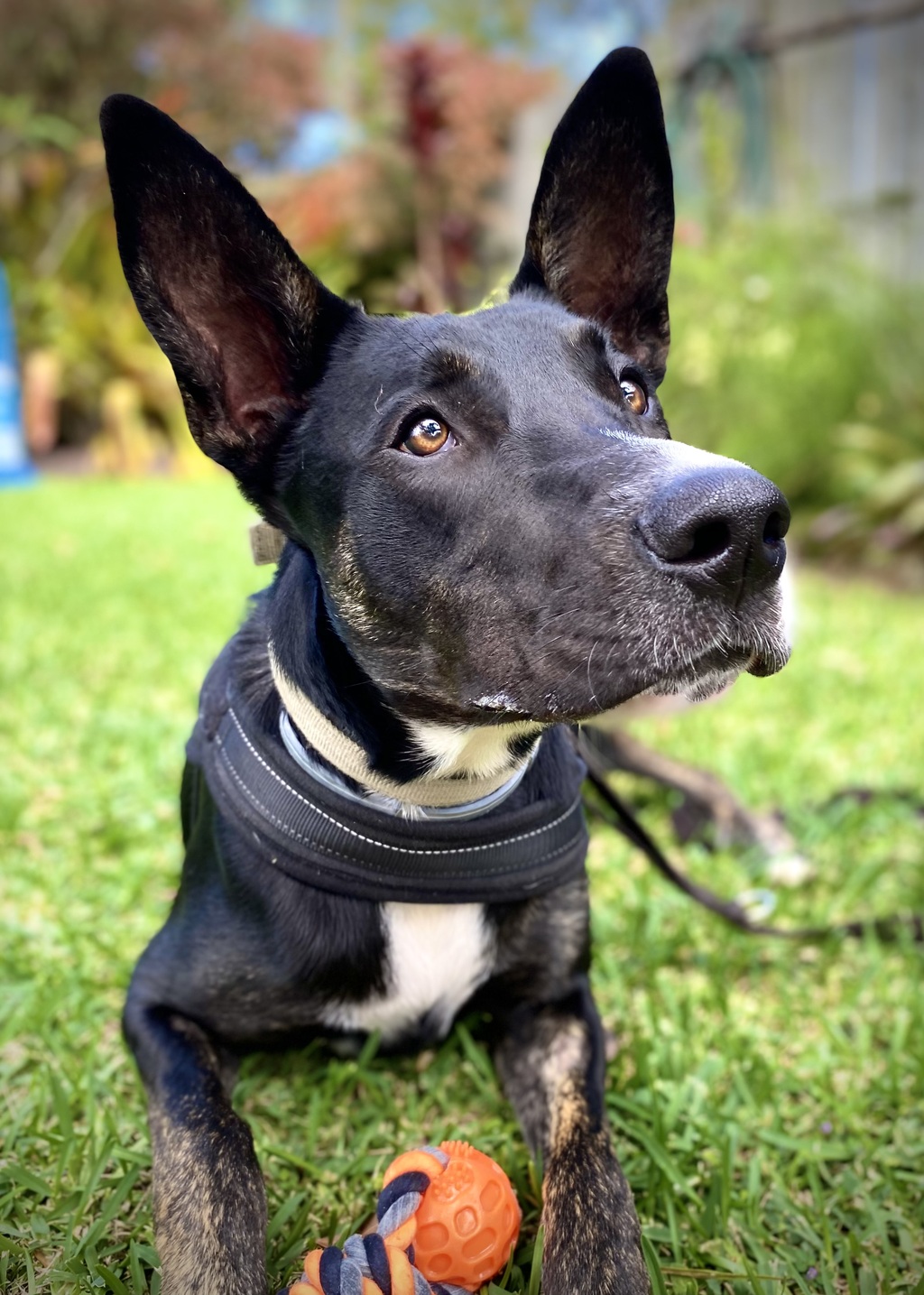 Jet - Large Male Border Collie x Greyhound Mix Dog in QLD - PetRescue