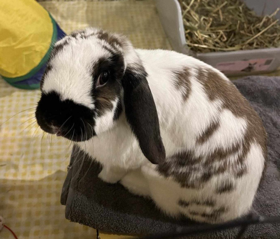 Tulip Connie - Female Lop Eared Rabbit in VIC - PetRescue