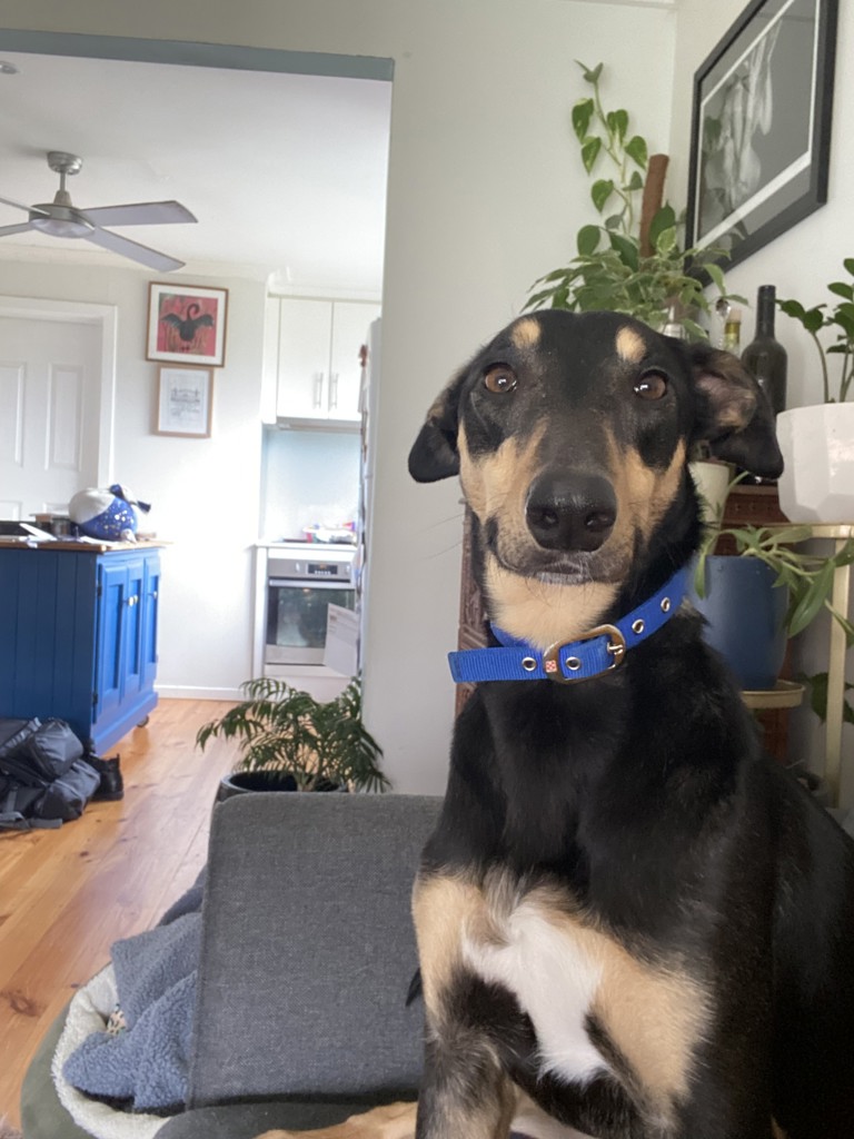 Winnie Blue - Large Male Kelpie x Whippet Mix Dog in VIC - PetRescue