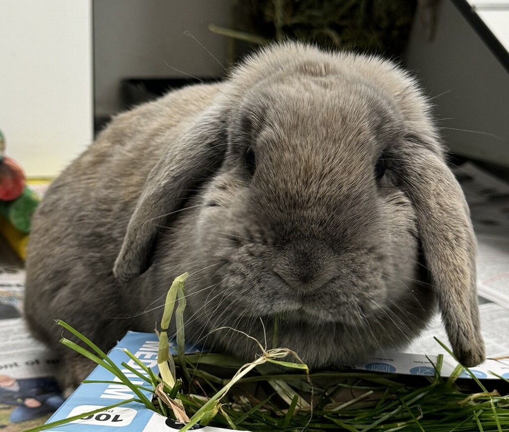 Dragon Fly - Female Lop Eared Rabbit in VIC - PetRescue