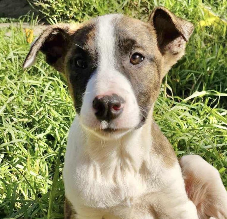 Puffapod - Large Male Staghound Mix Dog in VIC - PetRescue
