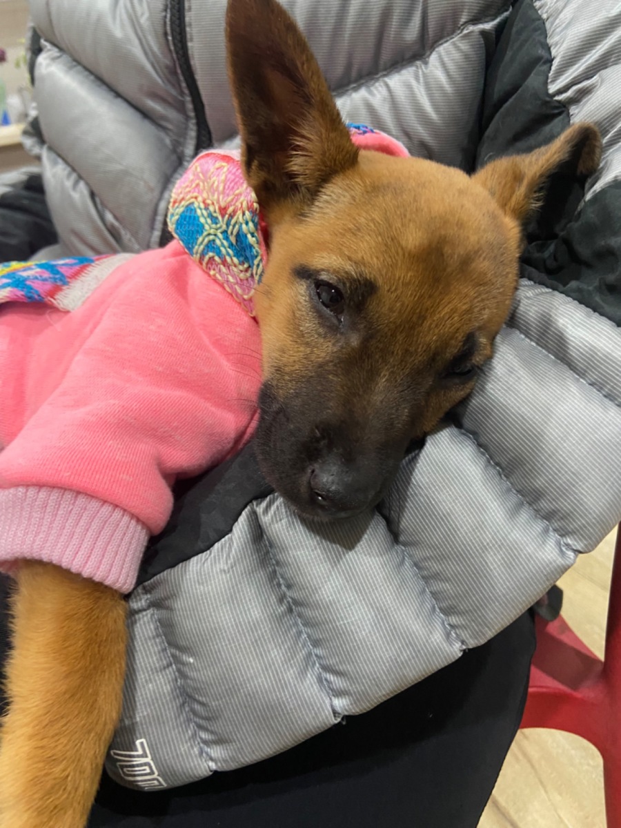 Elsie - Small Female Mixed Breed Dog in VIC - PetRescue