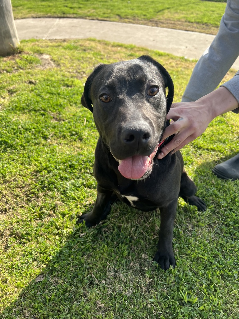 Khloe K - Medium Female Labrador Mix Dog in VIC - PetRescue