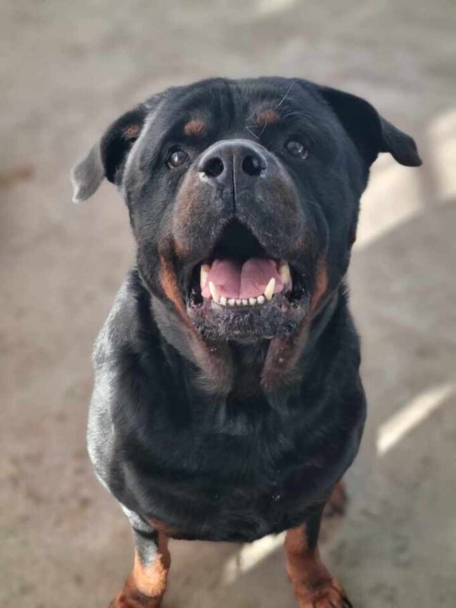 Dragon - Large Male Rottweiler Dog in NSW - PetRescue
