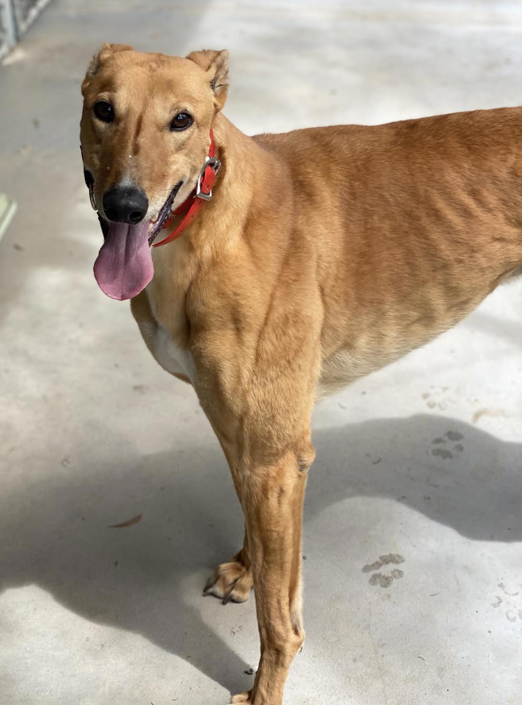 Rusty - Large Male Greyhound Mix Dog in VIC - PetRescue