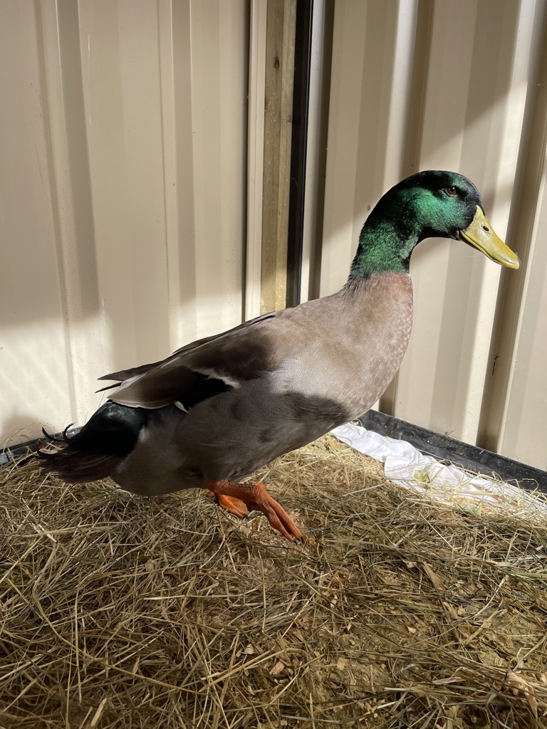 Wubby - Male Muscovy Duck Mix Fowl in NSW - PetRescue