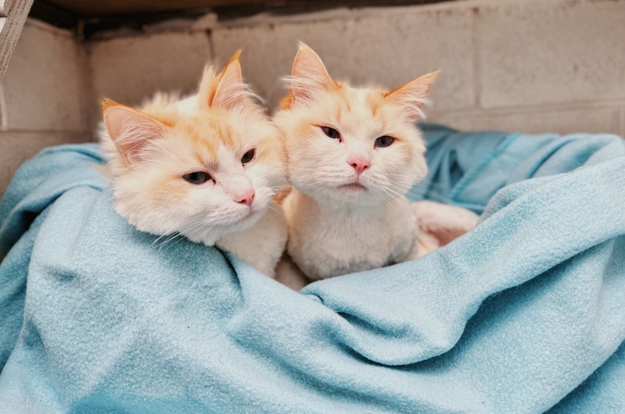Stitch - Male Ragdoll Cat in VIC - PetRescue