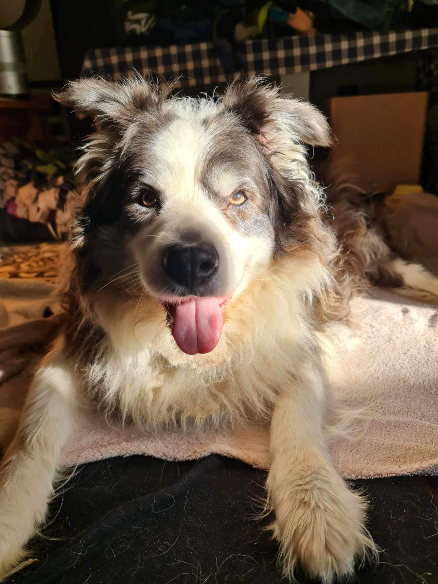 Snorlax - Large Male Border Collie Dog in VIC - PetRescue