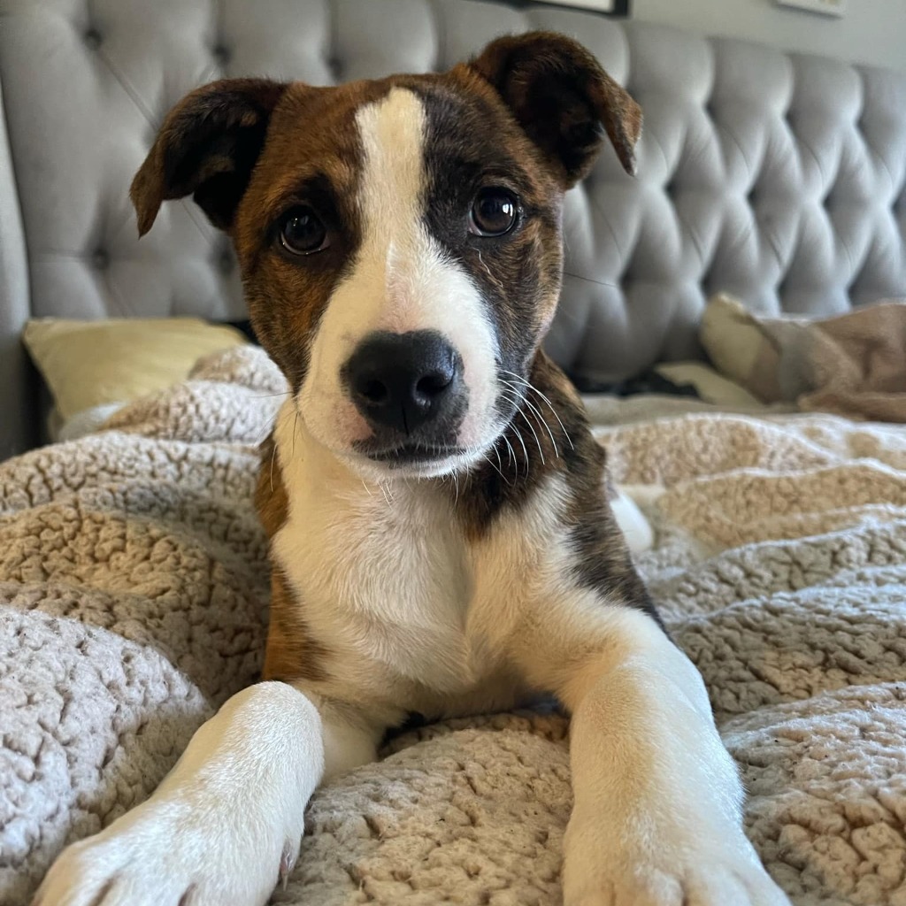 Baylee - Medium Female Mixed Breed Dog in WA - PetRescue