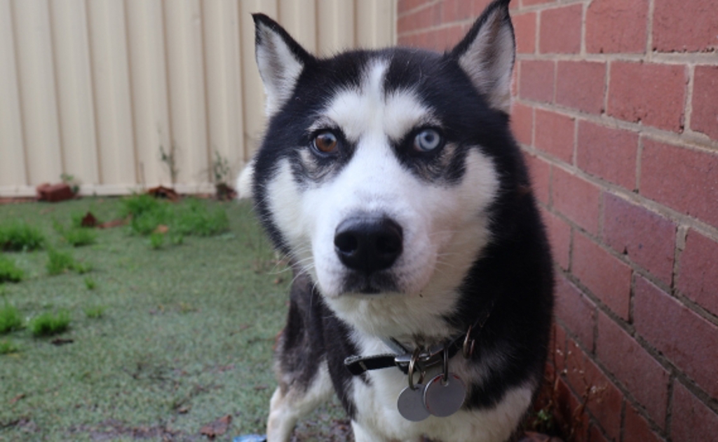 Alaska - Medium Male Siberian Husky Mix Dog in VIC - PetRescue