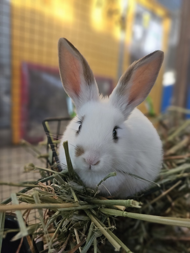 Gus - Male Bunny Rabbit Mix Rabbit in WA - PetRescue