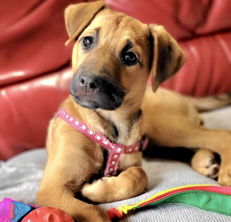 Victini - Large Female Labrador Mix Dog in VIC - PetRescue