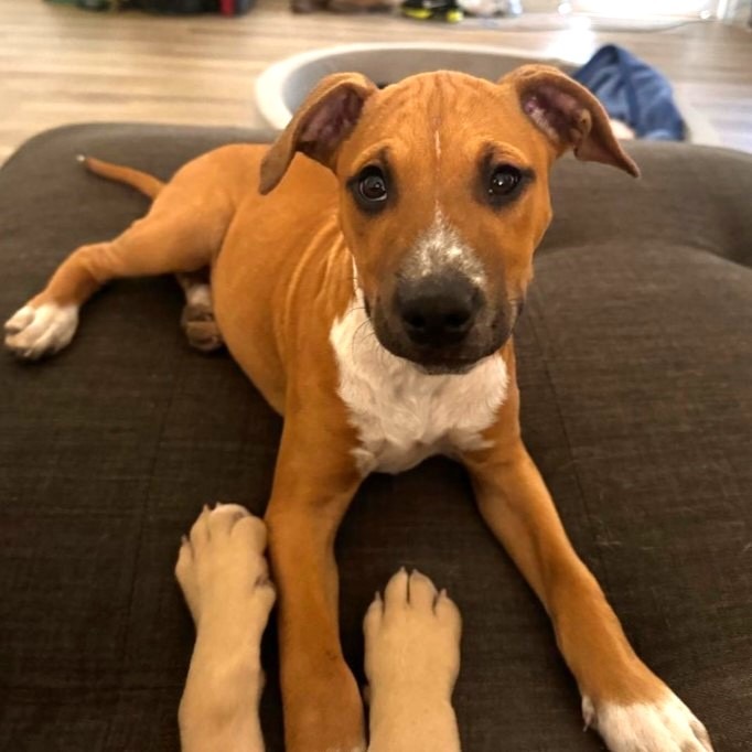 Jasmine - Medium Female Mixed Breed x Mixed breed Mix Dog in WA - PetRescue