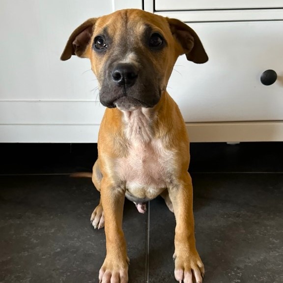 Sazu - Large Male Staffordshire Bull Terrier x Mixed Breed Mix Dog in ...