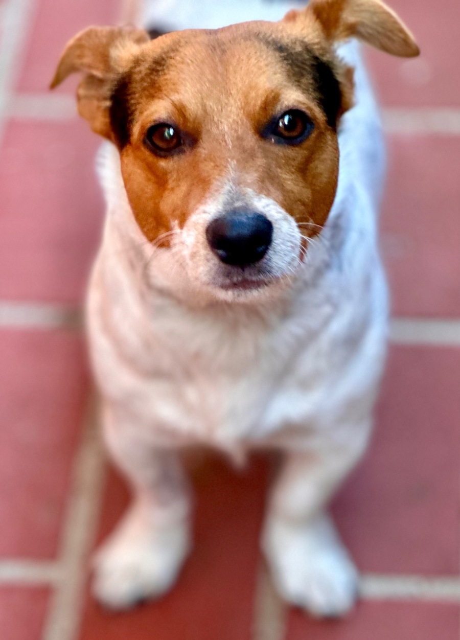 Santiago - Small Male Jack Russell Terrier Mix Dog in VIC - PetRescue