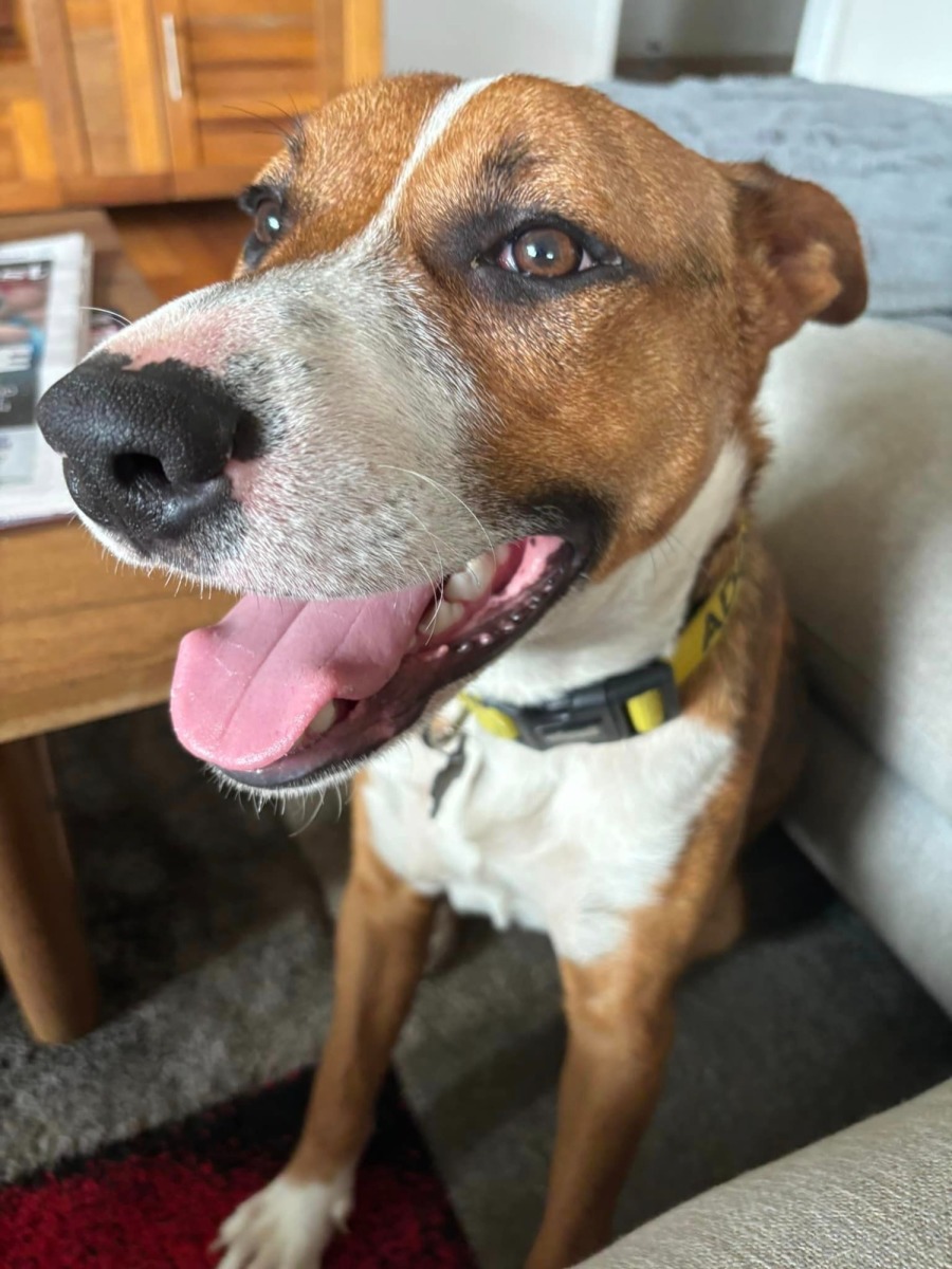 Walter - Large Male Mixed Breed Dog in QLD - PetRescue