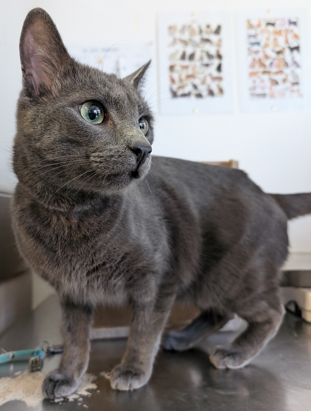 Smartie - Male Domestic Short Hair Mix Cat in VIC - PetRescue