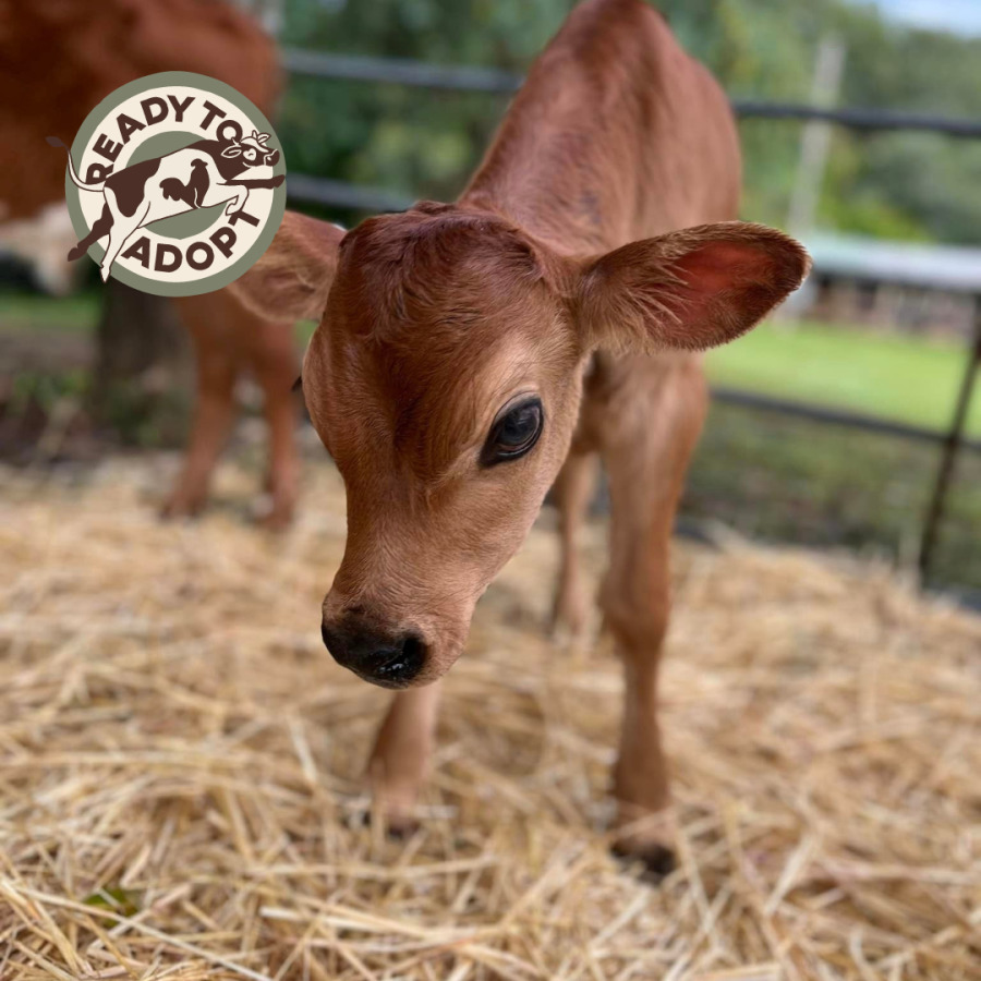 Milo and Snickers - Male Cow in QLD - PetRescue
