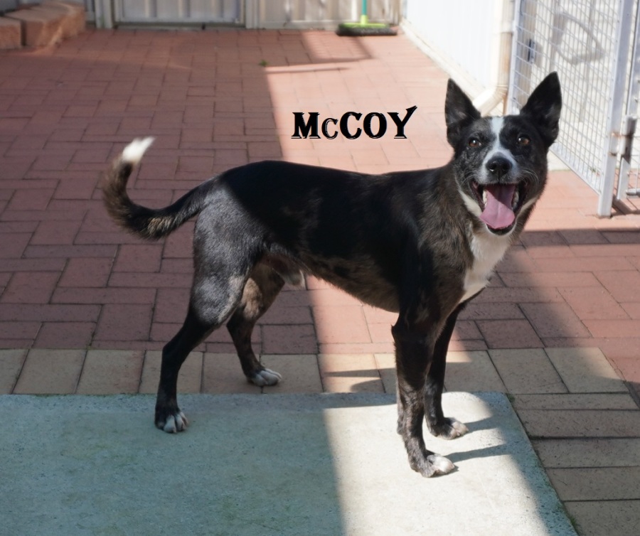 McCoy - Medium Male Koolie Mix Dog in WA - PetRescue