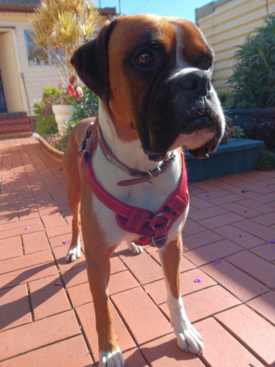 Tyson - Medium Male Boxer Dog in NSW - PetRescue