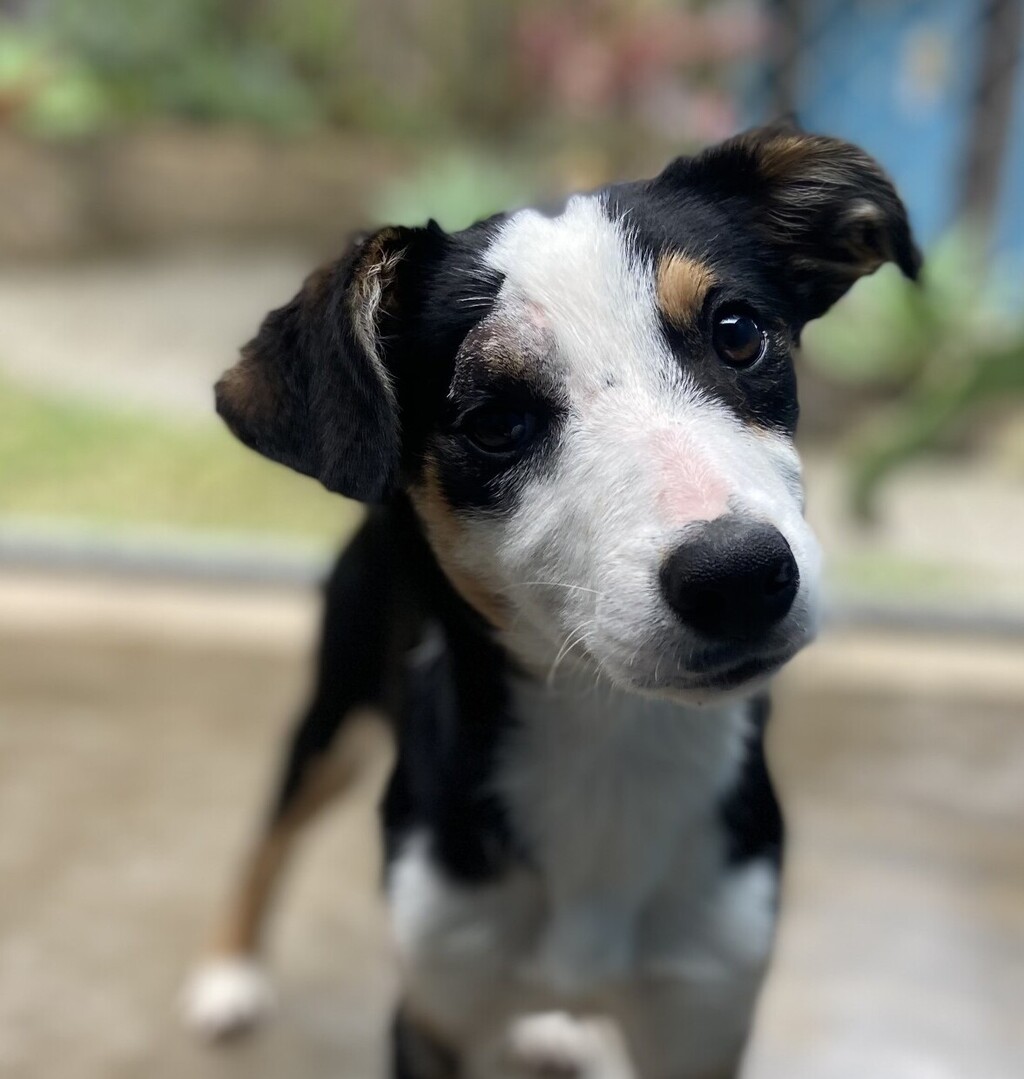 Ruth - Medium Female Border Collie x Kelpie Mix Dog in QLD - PetRescue