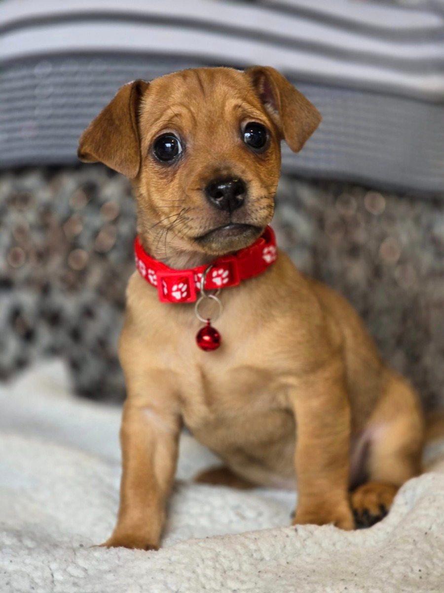 Ida - Small Female Dachshund x Pug x Jack Russell Terrier Mix Dog in ...