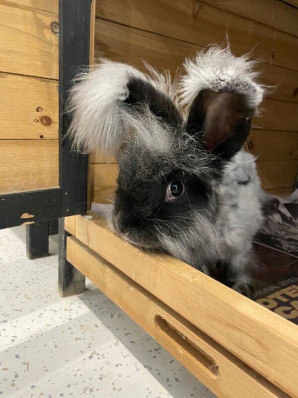 Spike - Female Rabbit in NSW - PetRescue