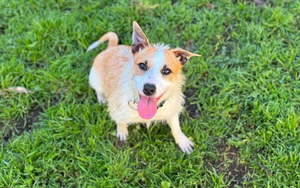 Tosh - Small Female Jack Russell Terrier x West Highland White Terrier ...