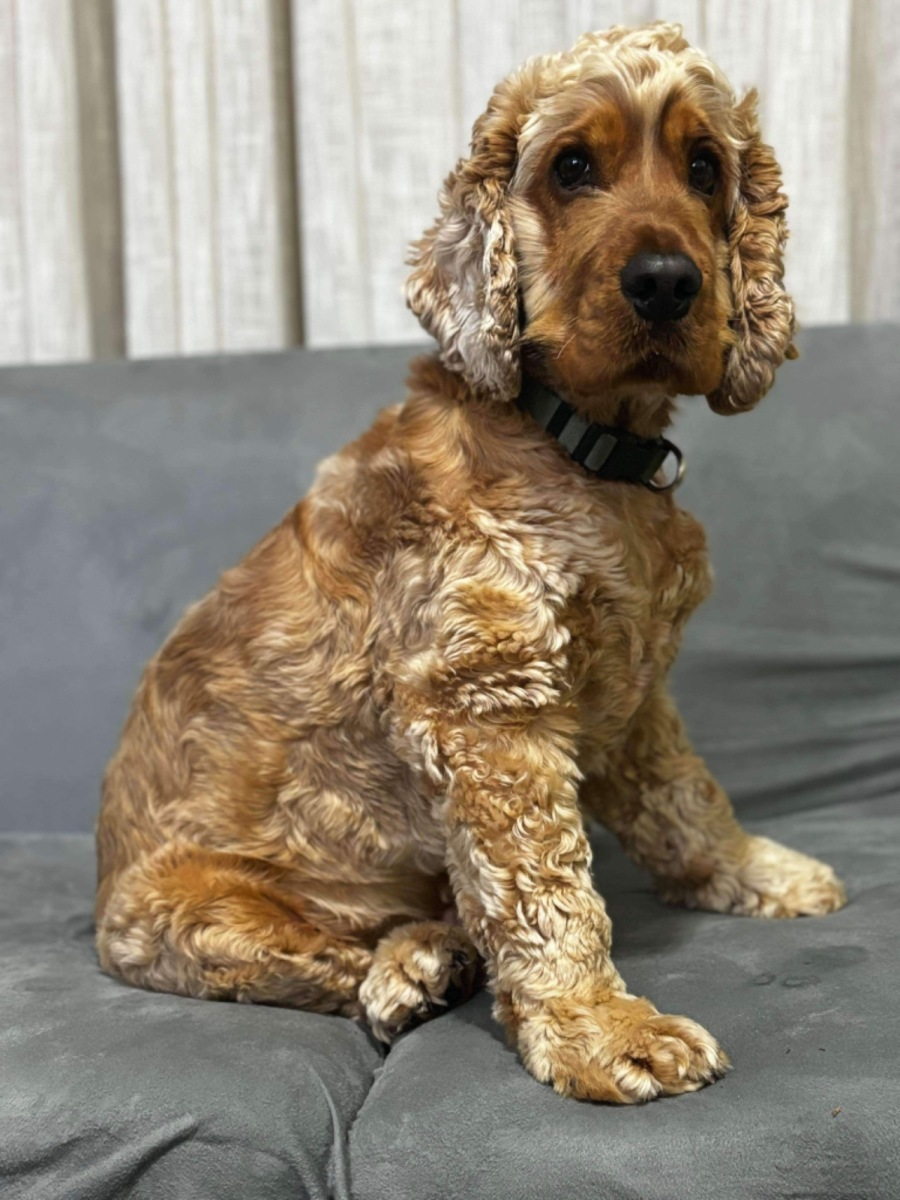 Alfie- your new best friend! - Medium Male Cocker Spaniel Dog in NSW ...